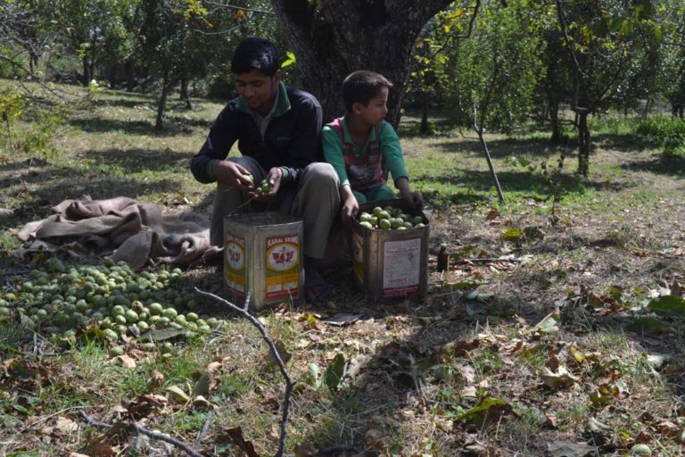 Man dies after falling from walnut tree in Anantnag | Free Press Kashmir