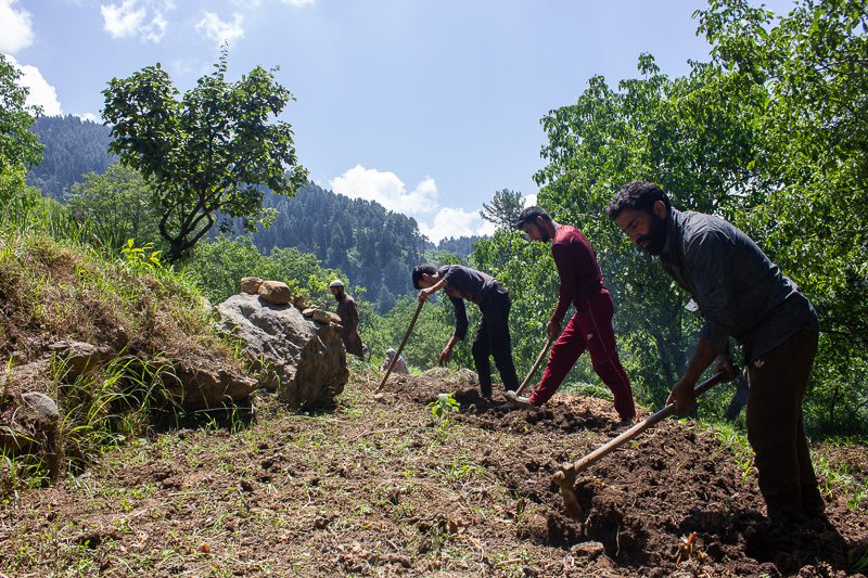Kashmir crop chronicle: Shallot in Saint Bibi Arifa’s spiritual abode ...