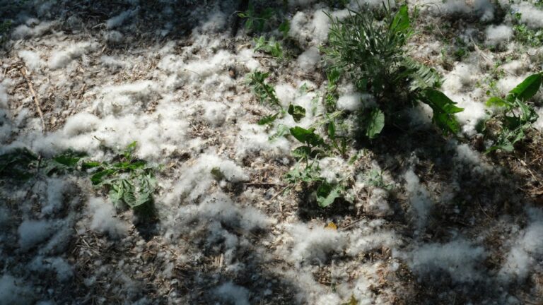 Is Kashmir’s white spring fluff really pollen? What science says | Free ...
